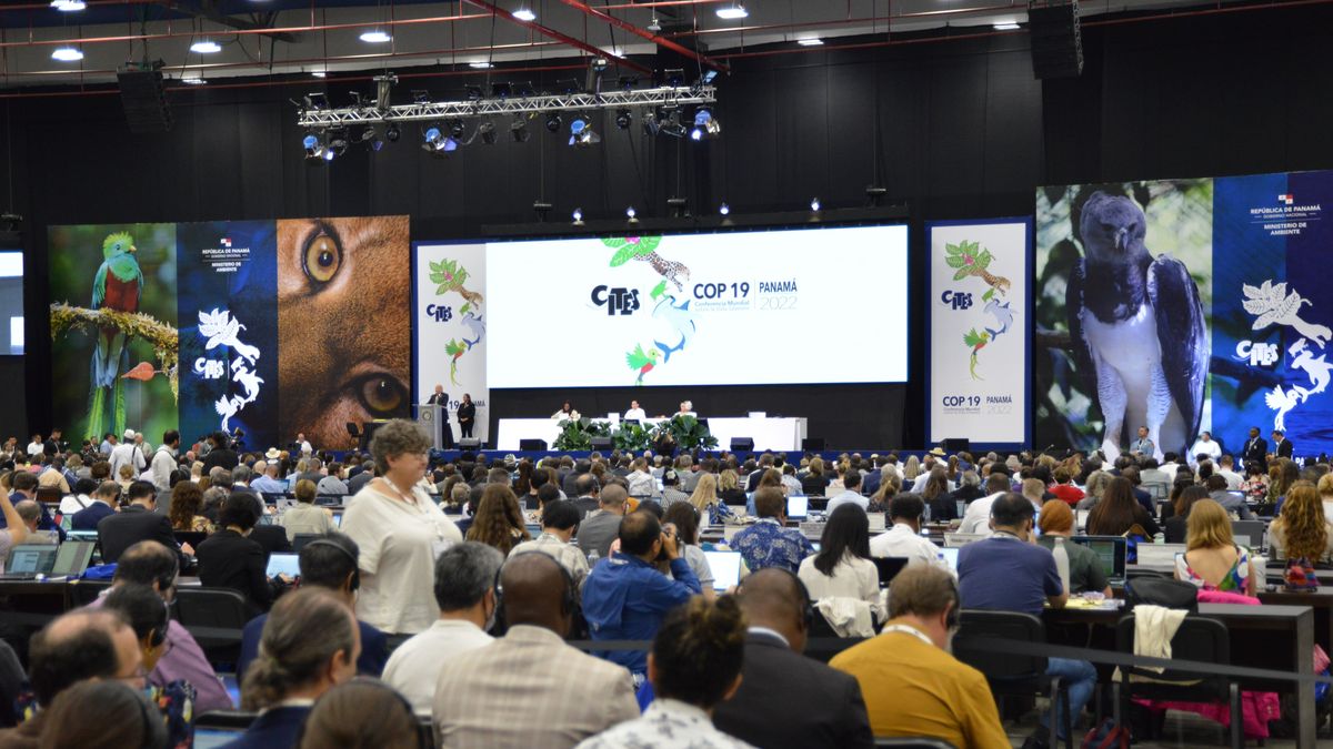 Se inaugura en Panamá la COP19 CITES – Panamá en Minutos