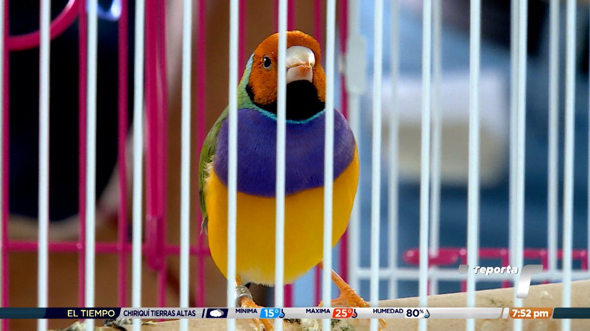 TR Verde: Cuidado de las aves – Panamá en Minutos