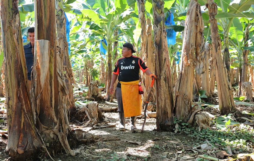 Autoridades supervisan programa de vigilancia médica en fincas ...